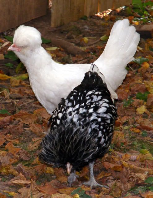 Sultans and Silver Laced Polish Bantams | BackYard Chickens - Learn How to Raise Chickens